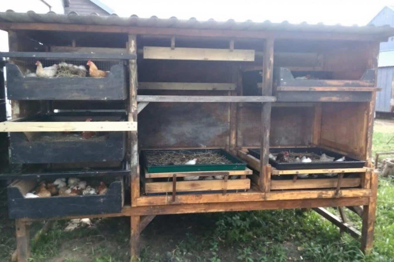 Escolhendo o galinheiro perfeito: um guia para o essencial